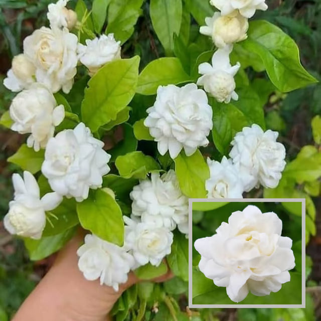 Bel Arabian jasmine Fragrant Flower Plant (1-2 Feet Height) – India's ...