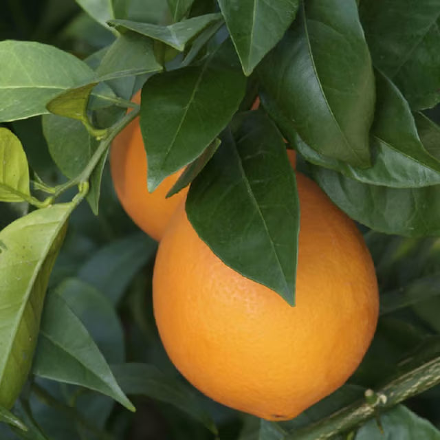 Washington Navel Orange Santra Grafted Fruit Plant (1.5-2 Feet Height ...