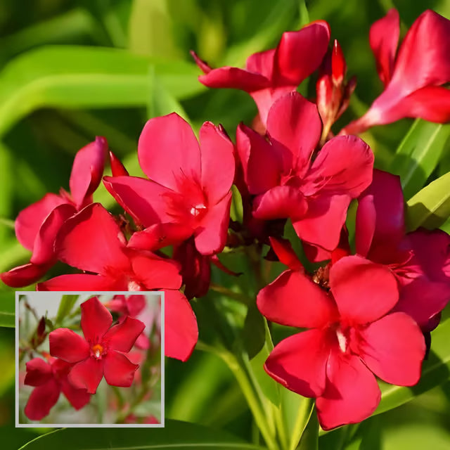 Red Colour Oleander Kaner Korobi Flower Plant (1-2 Feet Height) – India ...