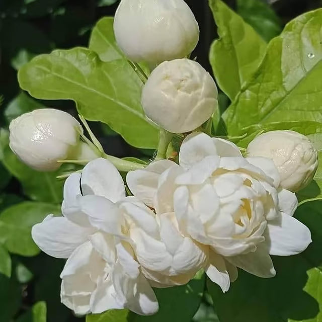 Bel Arabian jasmine Fragrant Flower Plant (1-2 Feet Height) – India's ...