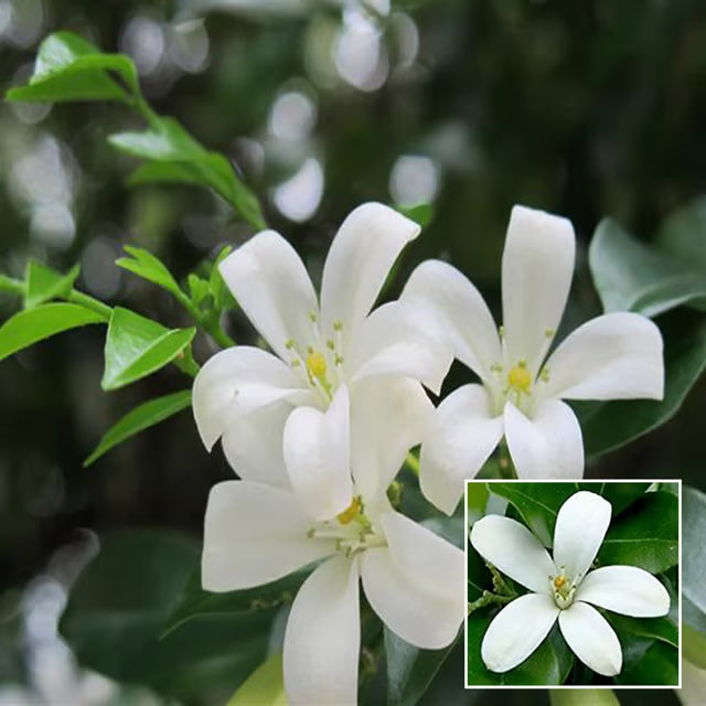 Madhu Kamini Satin Wood Kunti Fragrant Shrubs Flower Plant (1-2 Feet H ...