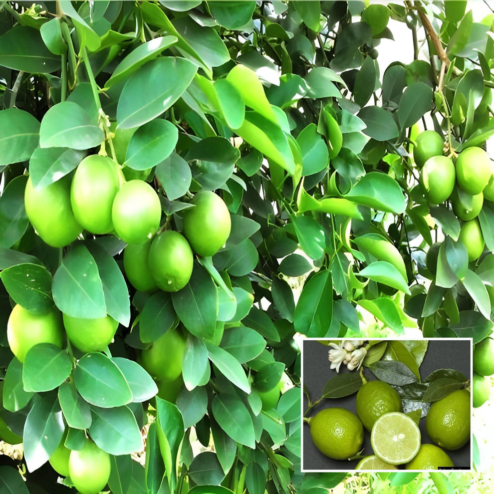 Kagzi Lemon All Time Lemon Nimbu Layering/Grafted Fruit Plant (1-2 Fee ...