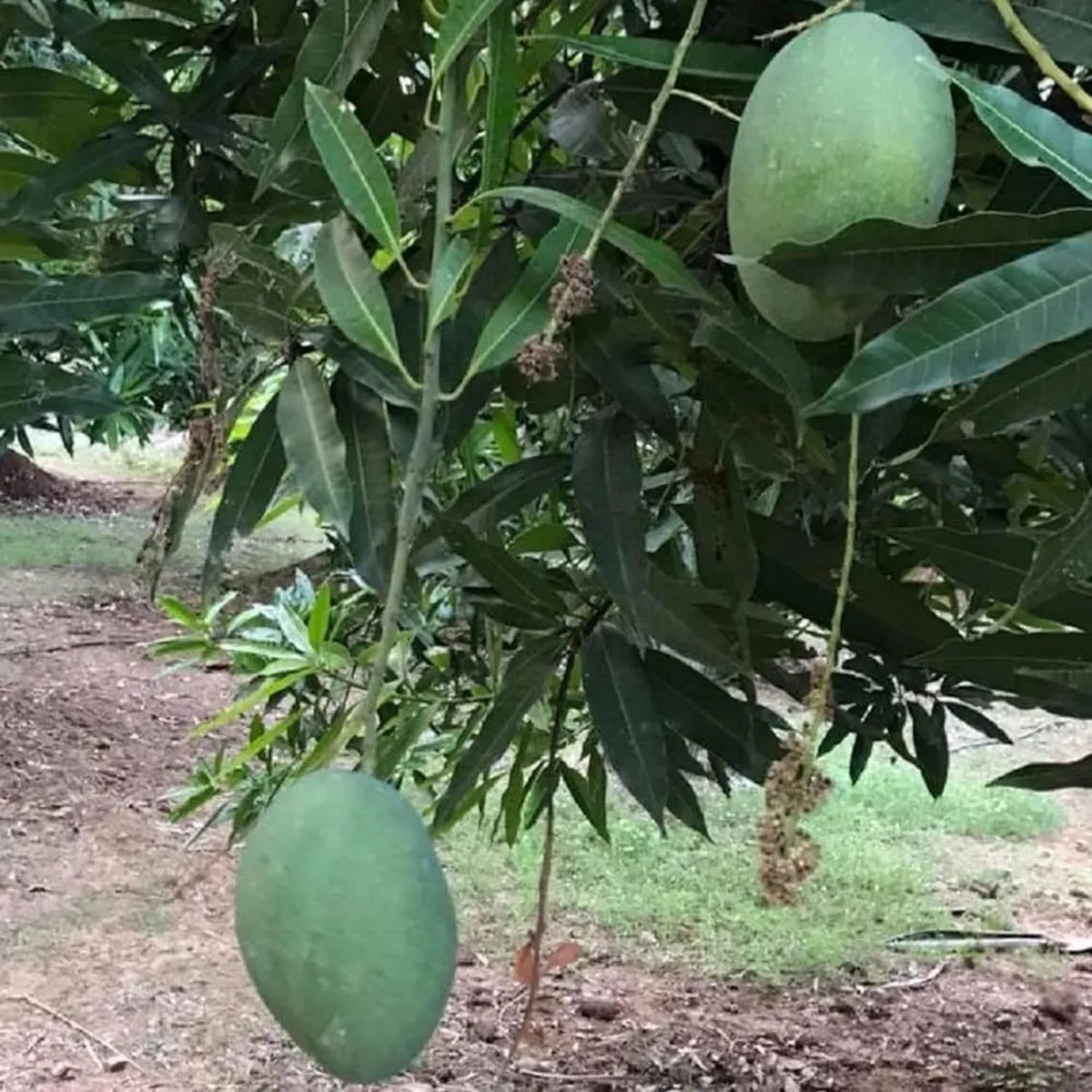 Imam Pasand Himayat Humayun Pasand Mango Grafted Hybrid Plant – India's ...