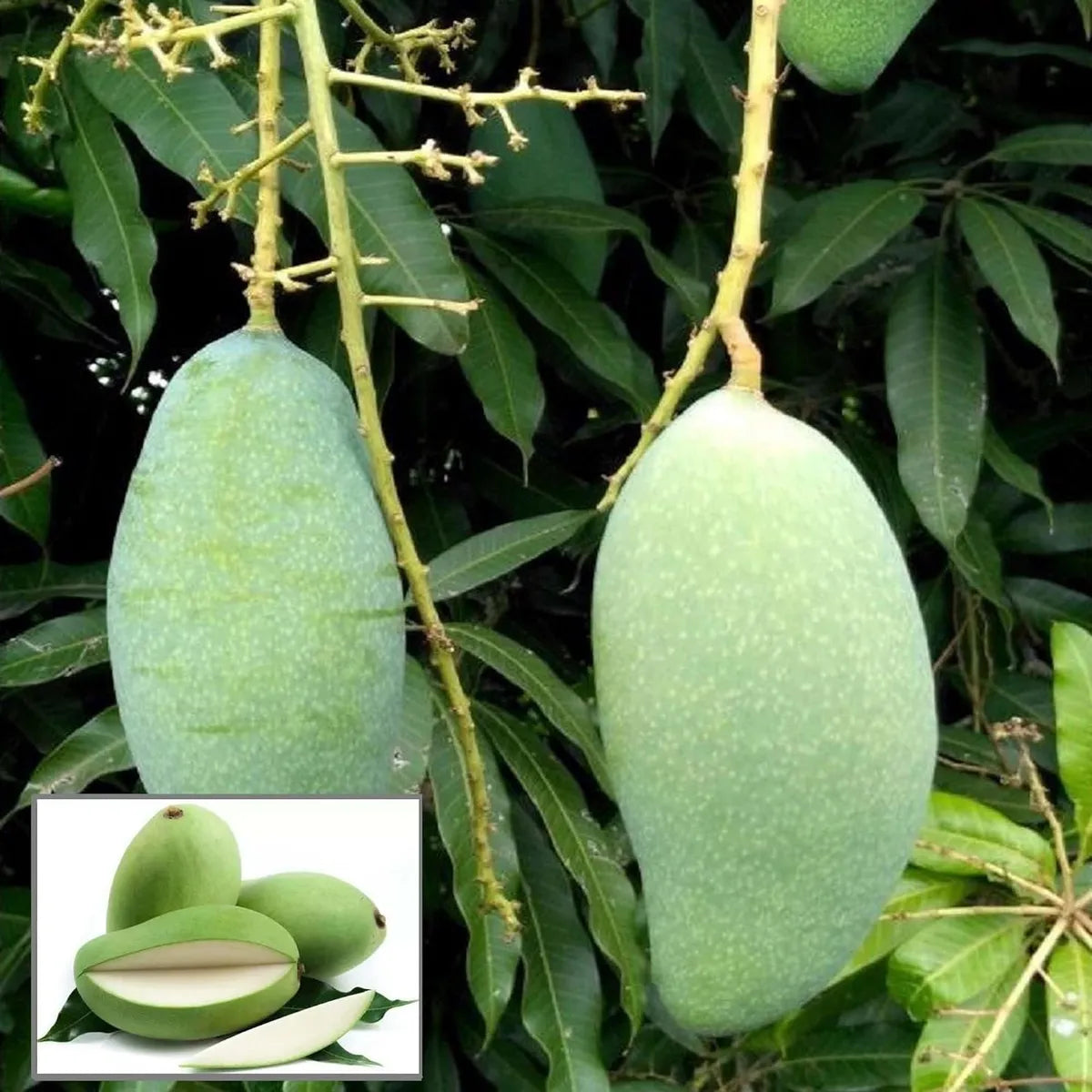 Sweet Kaccha Mitha Mango Grafted Hybrid Plant – India's #1 Largest ...
