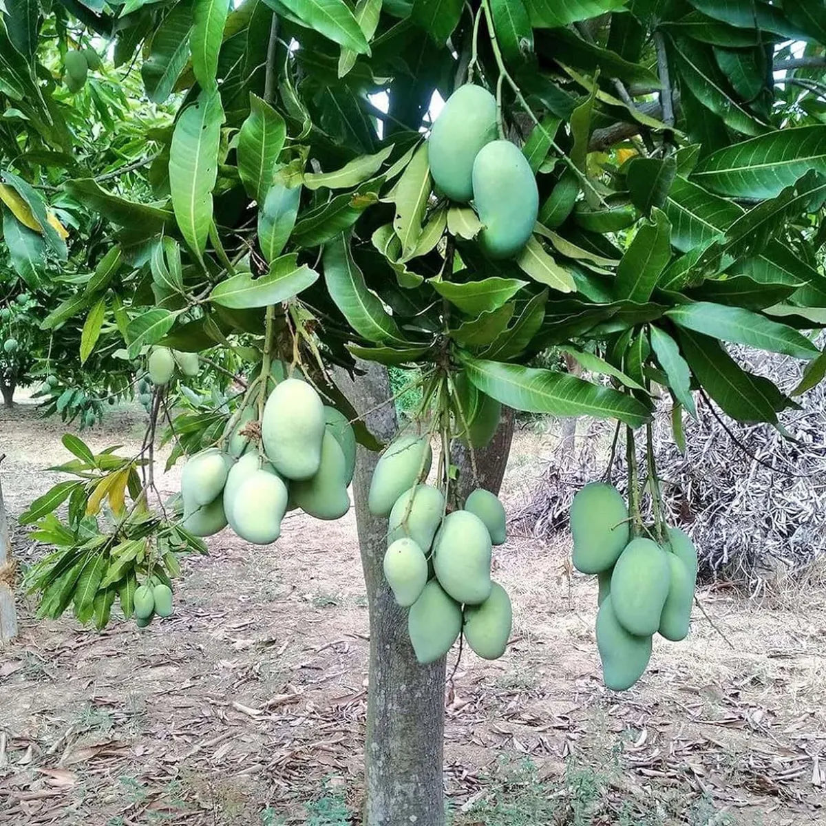 Sweet Kaccha Mitha Mango Grafted Hybrid Plant – India's #1 Largest ...