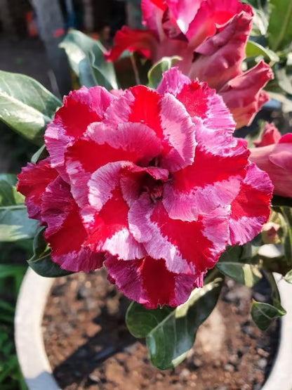 Rosey Verity Adenium Obesum Desert Rose Grafted Flowers Plant – India's ...