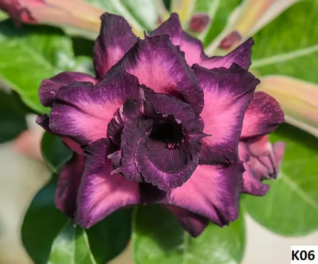 Adenium Obesum Desert Rose Grafted Flowers Plant (pack of 4) – India's ...
