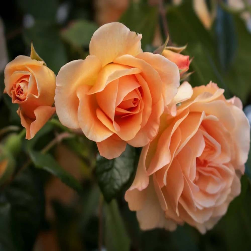 Soft Peach Rose Fragrant Flower Plant (1-2 Feet Height) – India's #1 ...